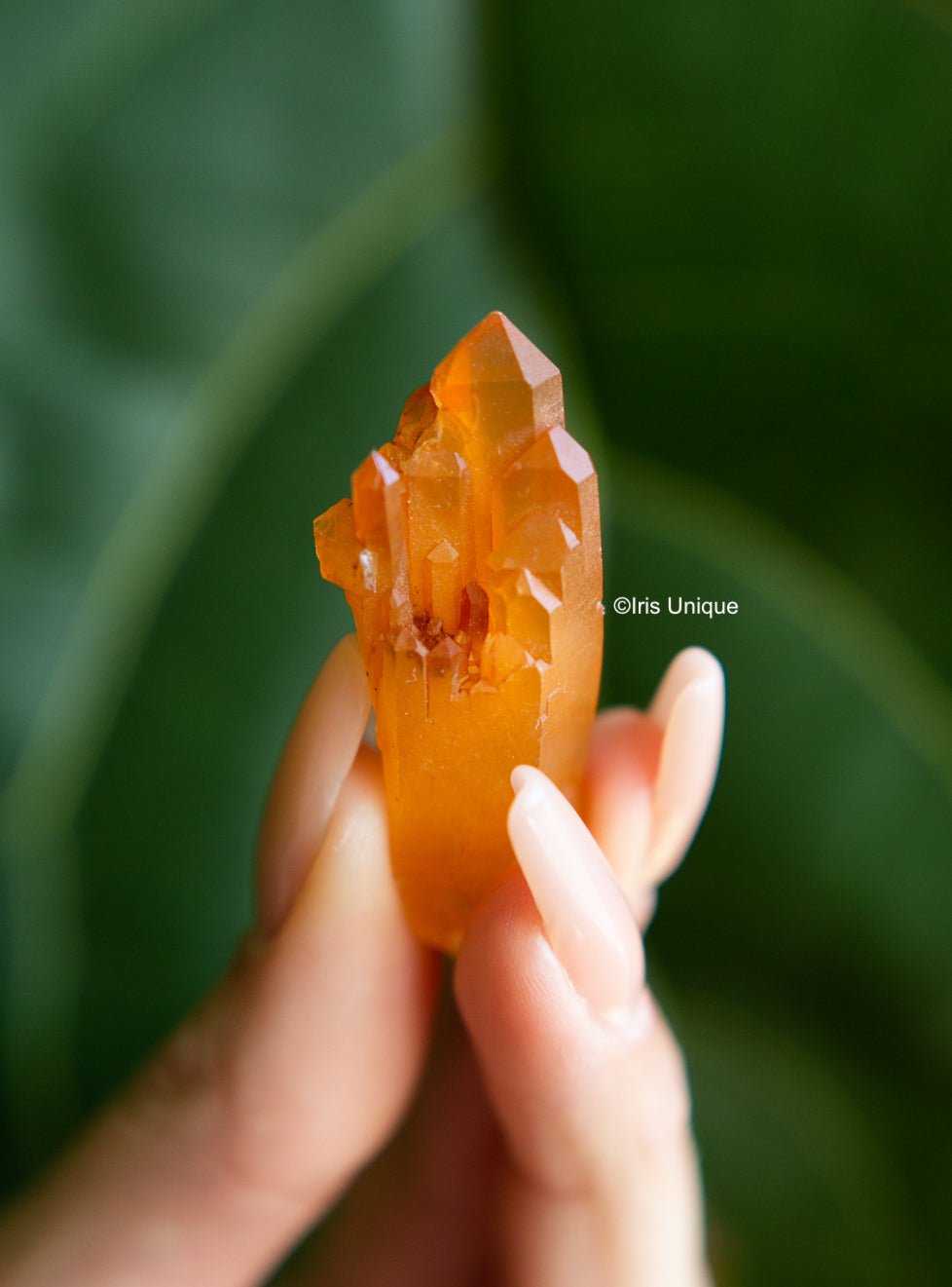 Castle – Iris Unique