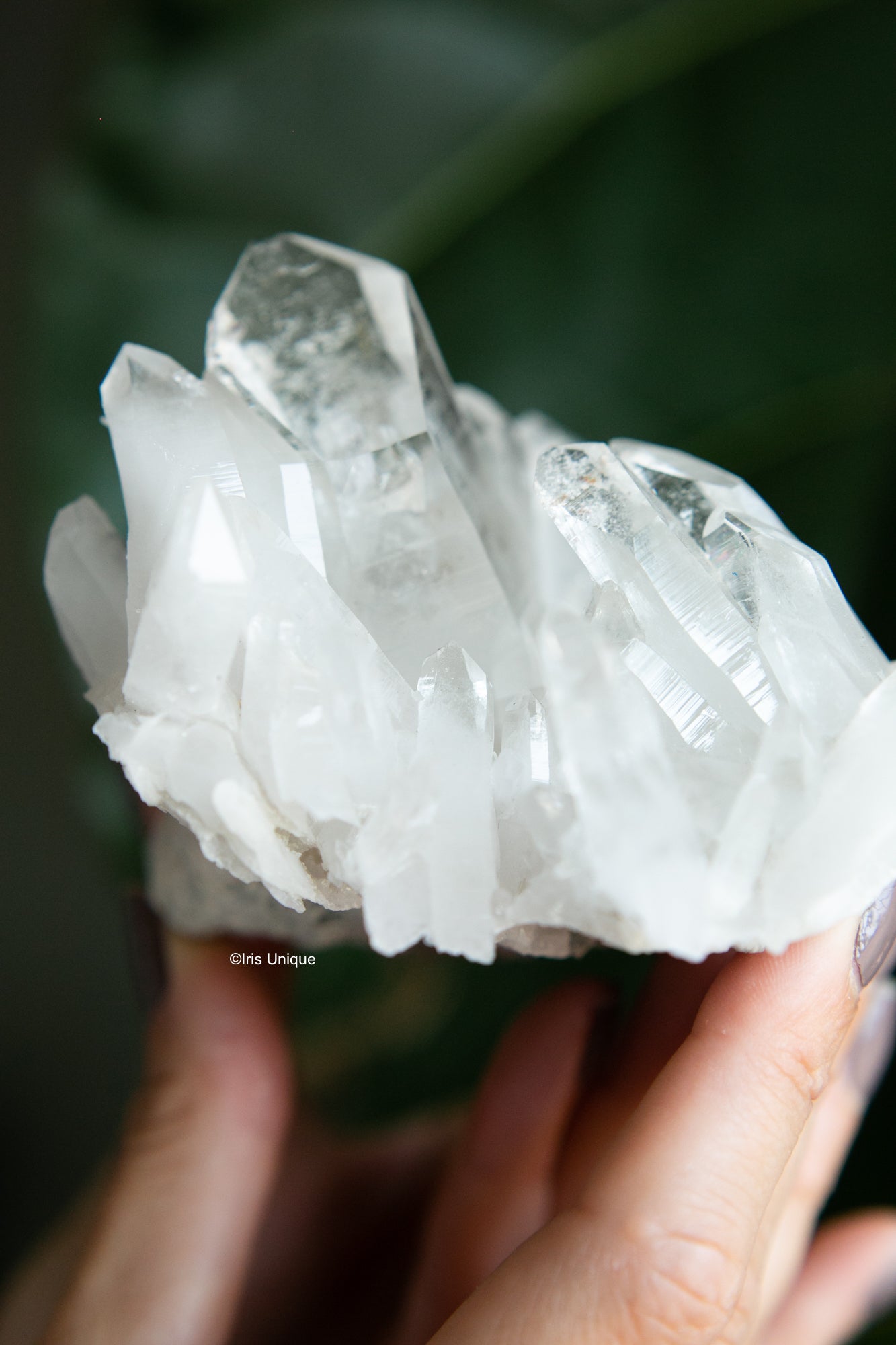 Fairy Frost – Iris Unique