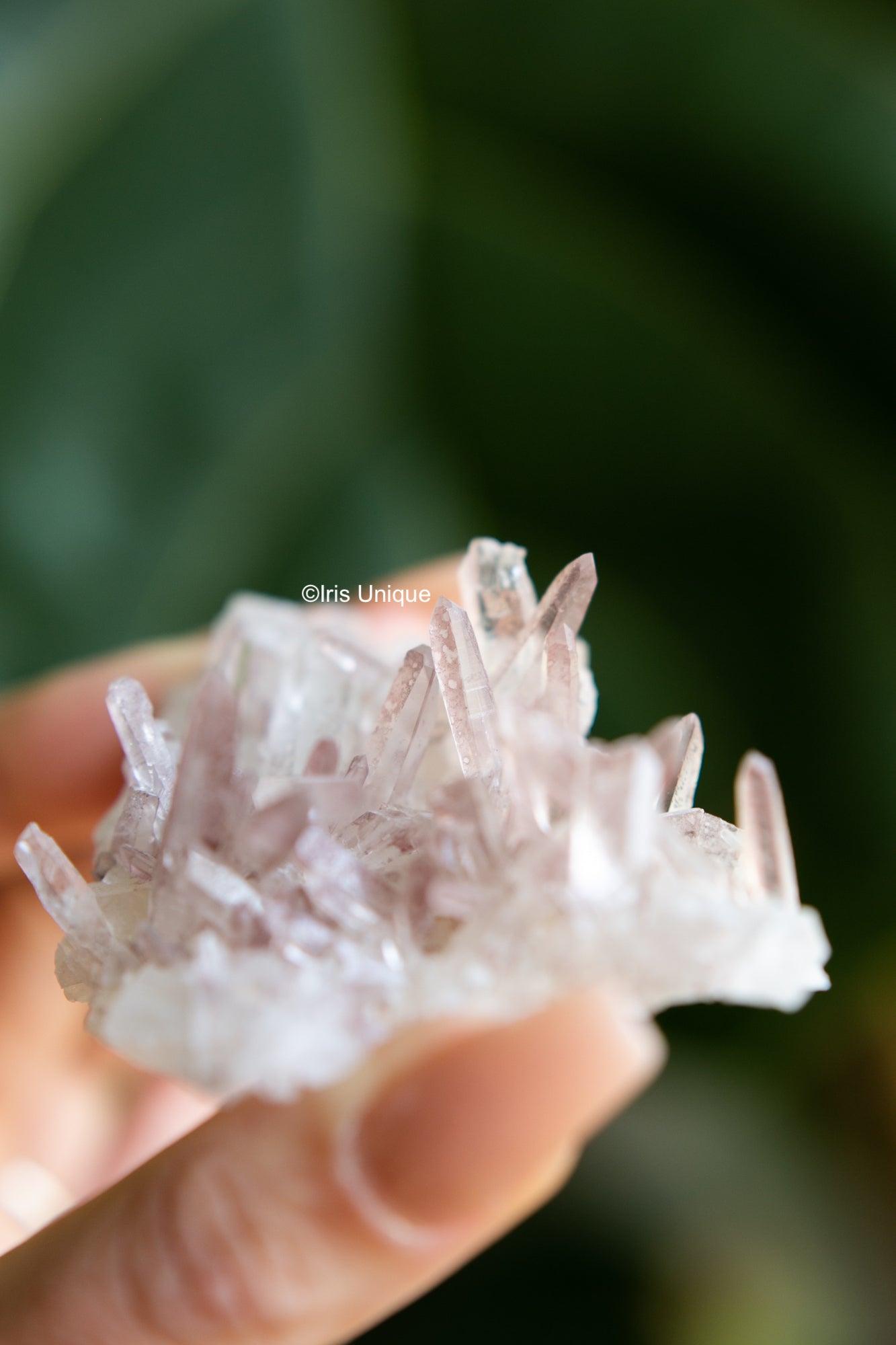 Needle – Iris Unique